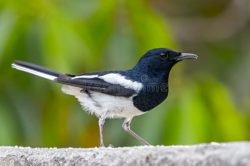 A Oriental Magpie Ready To Take Off Stock Photo - Image of wild ...