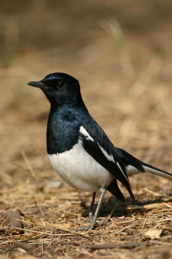 Oriental magpie robin stock image. Image of songbirds - 2231437