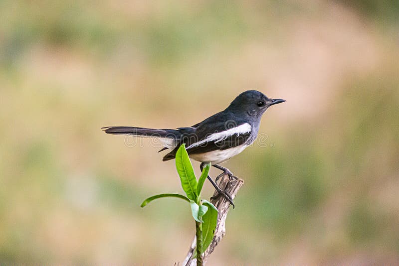 Oriental Magpie Robin the Beautiful Bird Stock Image - Image of ...