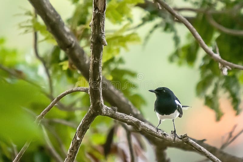 Oriental Magpie Robin the Beautiful Bird Stock Image - Image of color ...