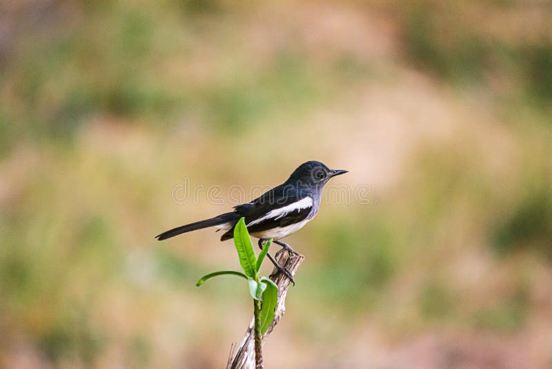 Oriental Magpie Robin the Beautiful Bird Stock Image - Image of ...