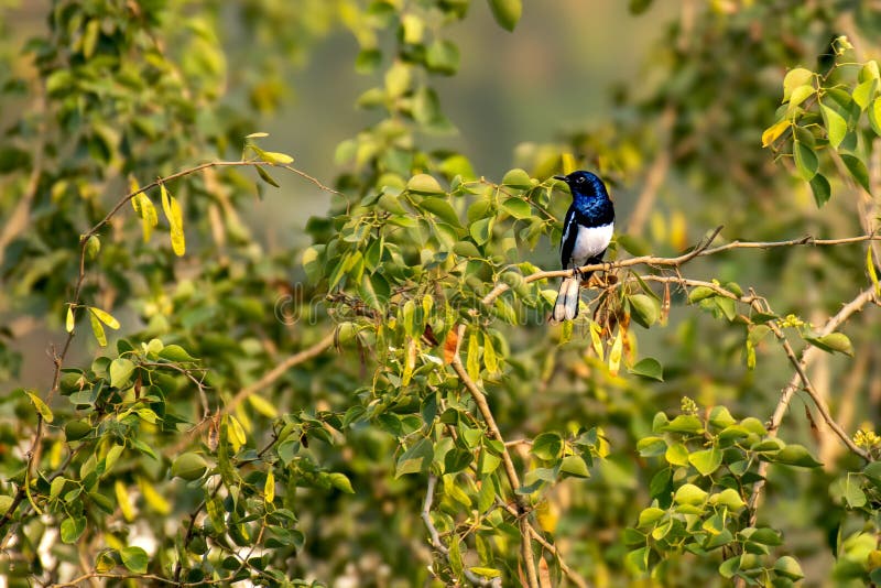 Oriental Magpie Robin a Beautiful Bird Stock Image - Image of produce ...