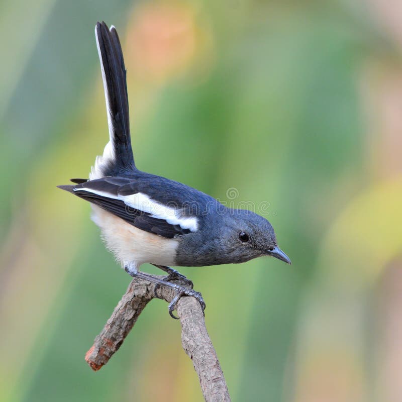 Oriental Magpie Robin bird stock image. Image of white - 45985327