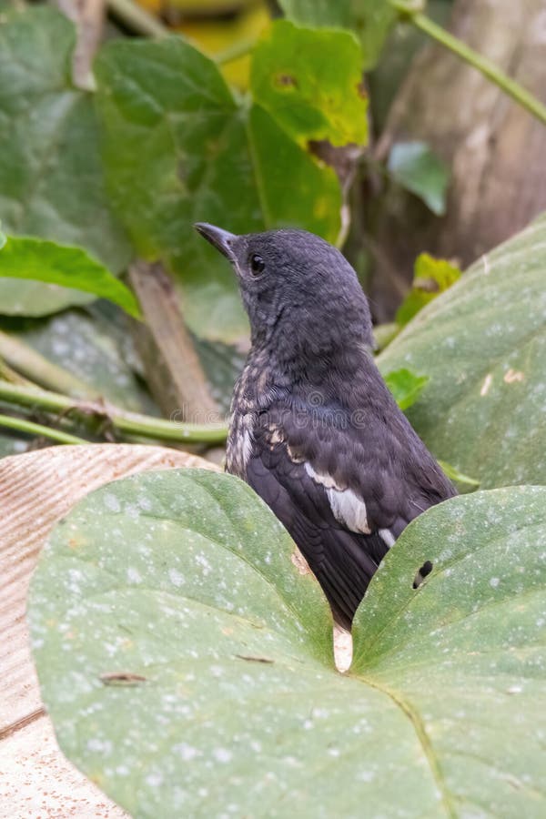 A Oriental Magpie-robin Bird in Nature Stock Photo - Image of asian ...