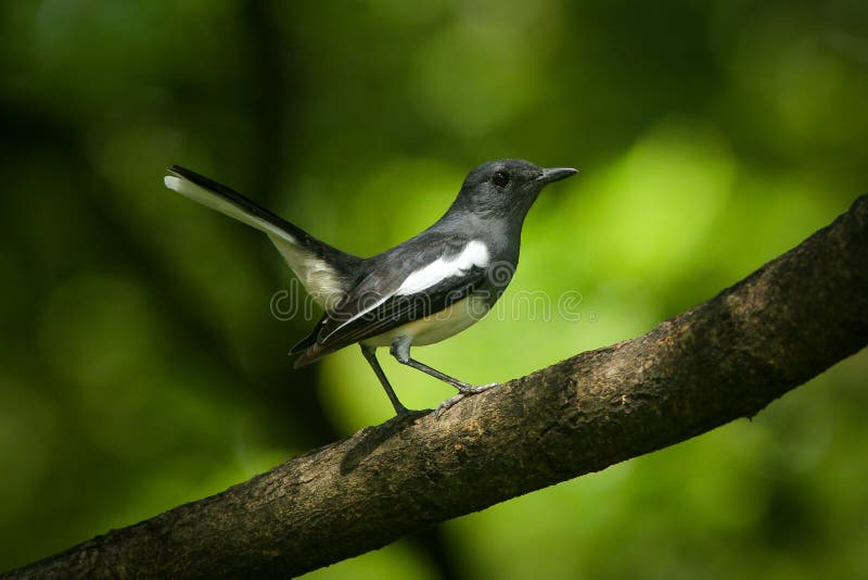 Oriental magpie robin stock image. Image of wild, oriental - 35599267