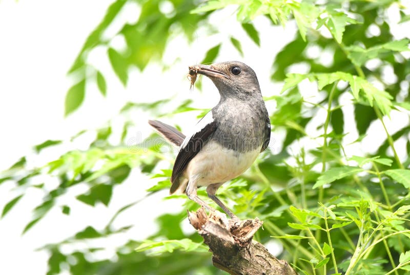 Oriental Magpie Robin Clicked at Chitwan National Park Nepal Stock ...