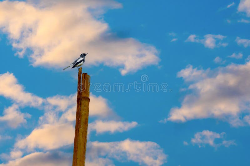 An Oriental Magpie Robin Copsychus Saularis on Bamboo Stock Photo ...