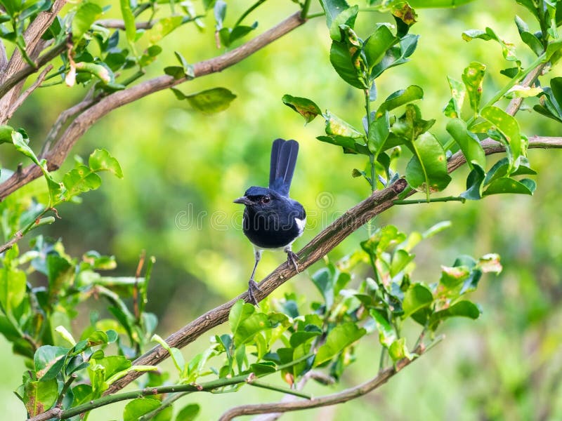 Oriental Magpie Robin,Copsychus Saularis,bird Hold on Branch Stock ...