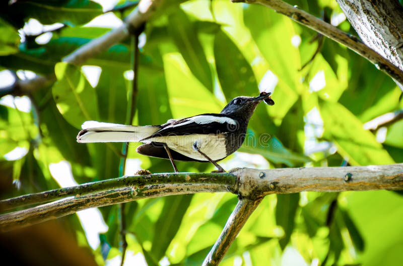 Oriental Magpie Robin (Copsychus Saularis) Male Stock Image - Image of ...