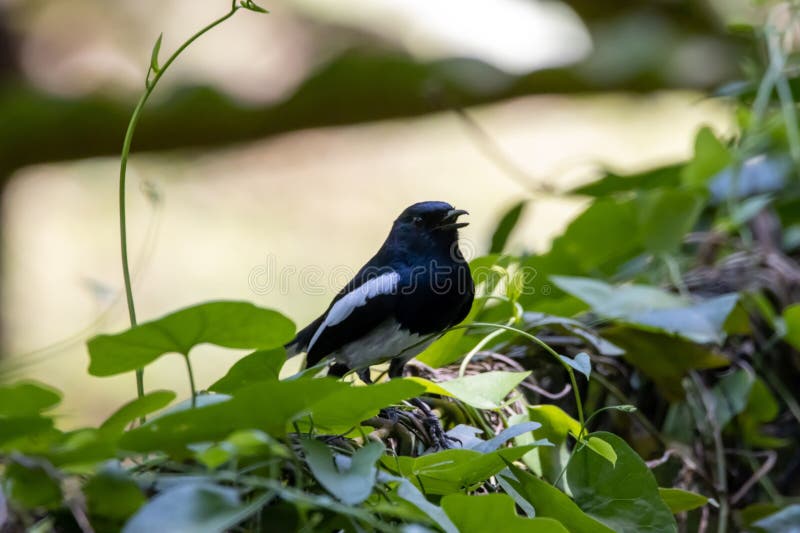 Oriental Magpie Robin, Copsychus Saularis Stock Image - Image of ...