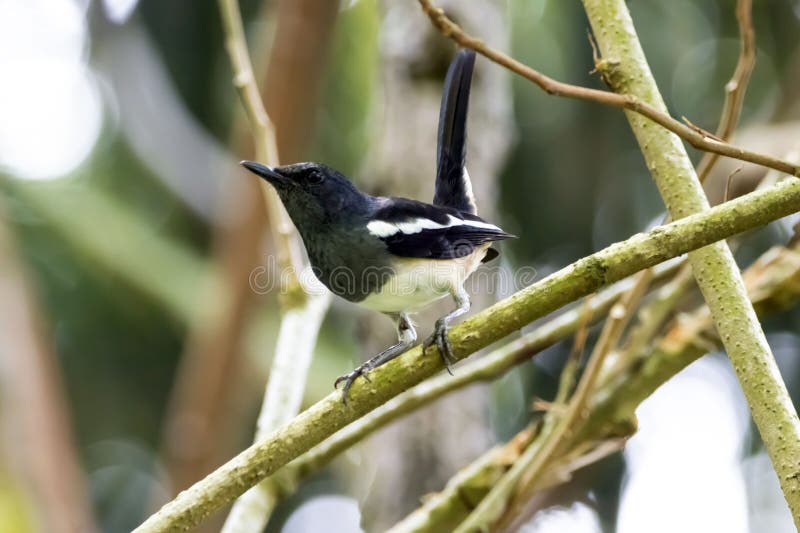 Oriental Magpie Robin, Copsychus Saularis Stock Image - Image of wild ...