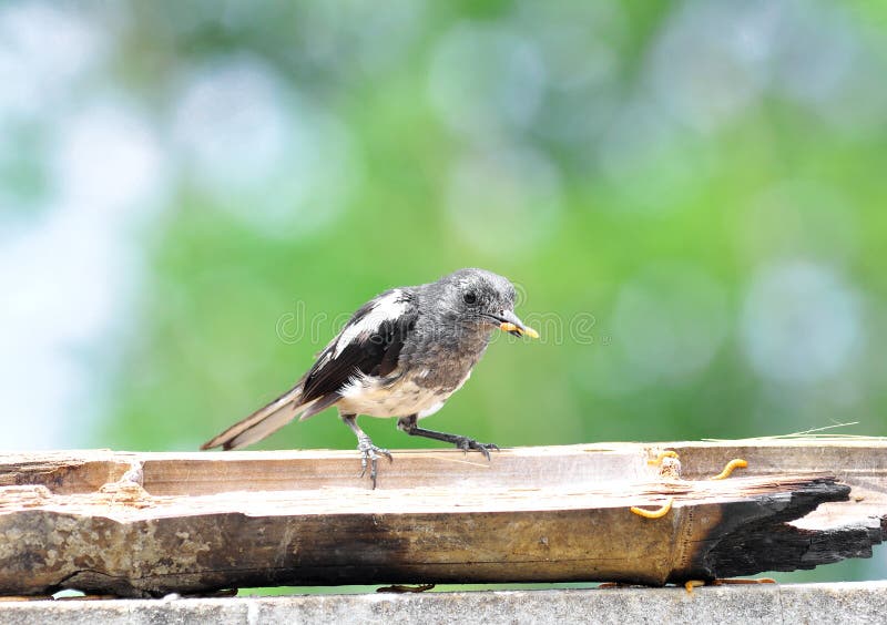 Oriental Magpie Robin (Female) Stock Image - Image of hunt, creature ...