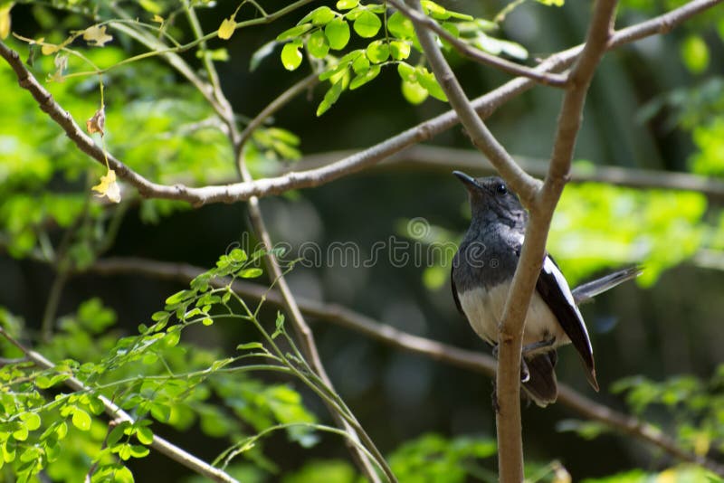 The song bird stock photo. Image of feather, beak, looking - 135570368
