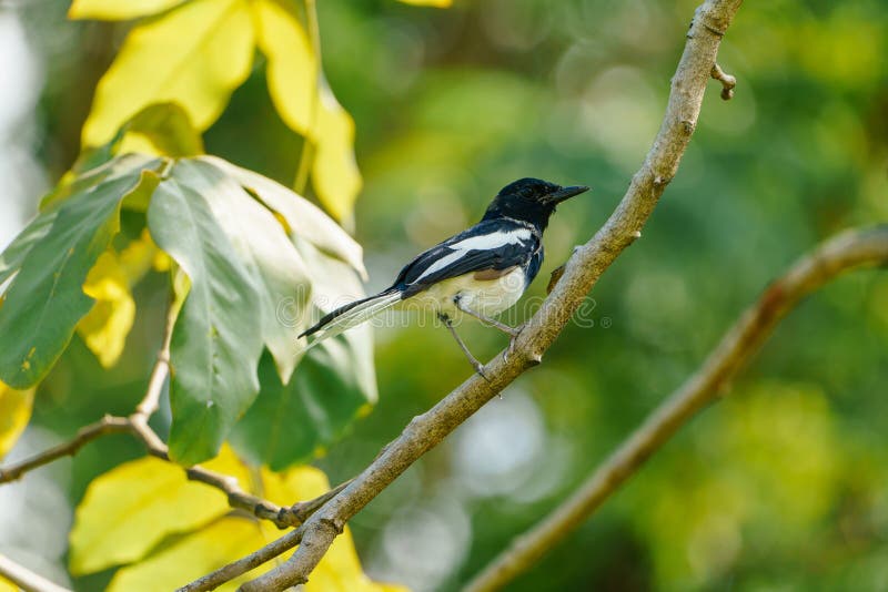 Oriental Magpie Robin is Hang on the Branch of Tree in the Afternoon ...