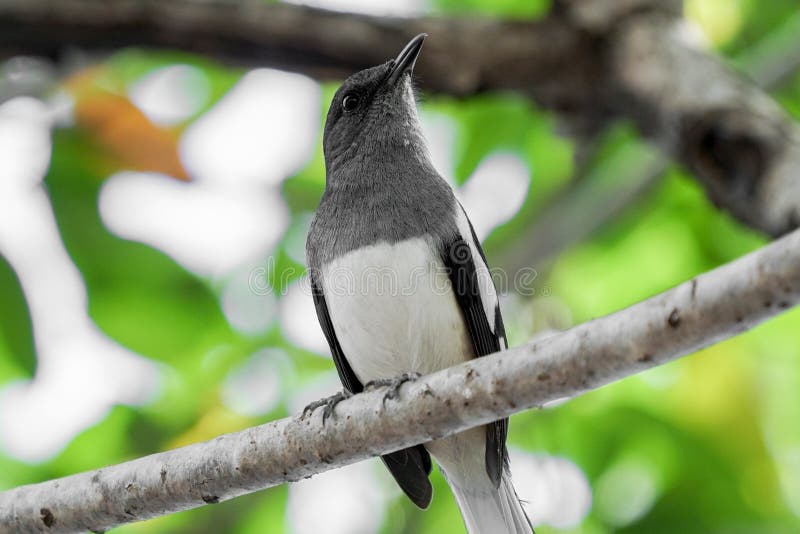 Oriental Magpie Robin Looking To Its Left Stock Image - Image of close ...