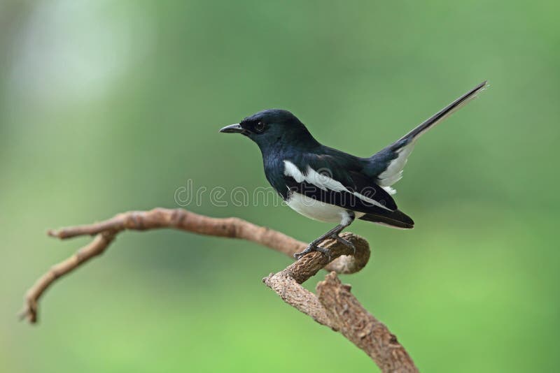 Oriental Magpie Robin(male) Stock Image - Image of billed, quick: 20904727