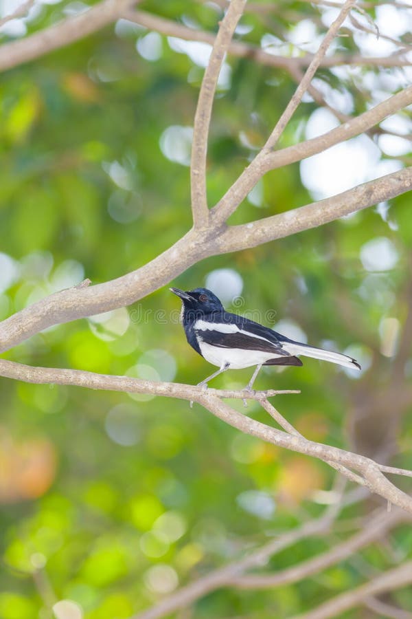 Oriental Magpie Robin (Male) Bird Stock Photo - Image of animal ...