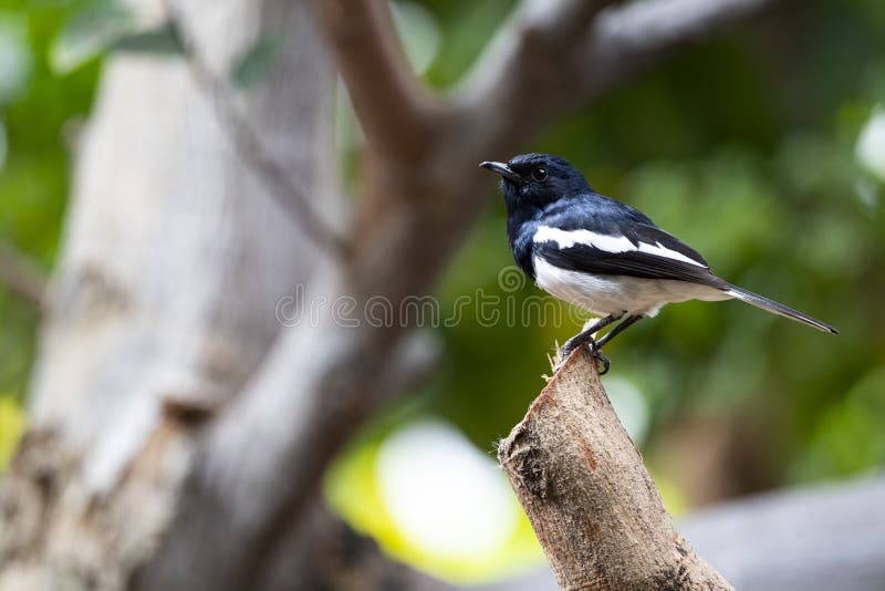 Oriental Magpie Robin stock image. Image of copsychus - 198431871