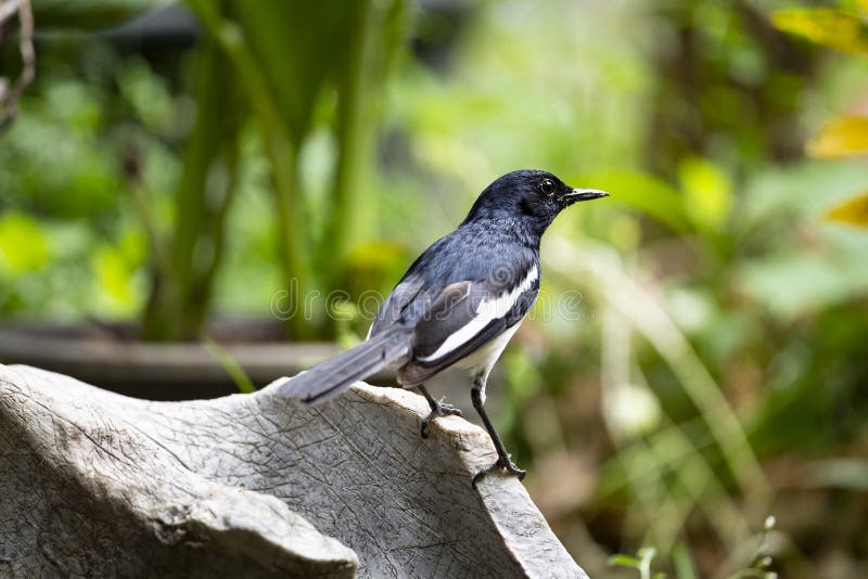 Oriental - magpie Robin stock photo. Image of copsychus - 238450842