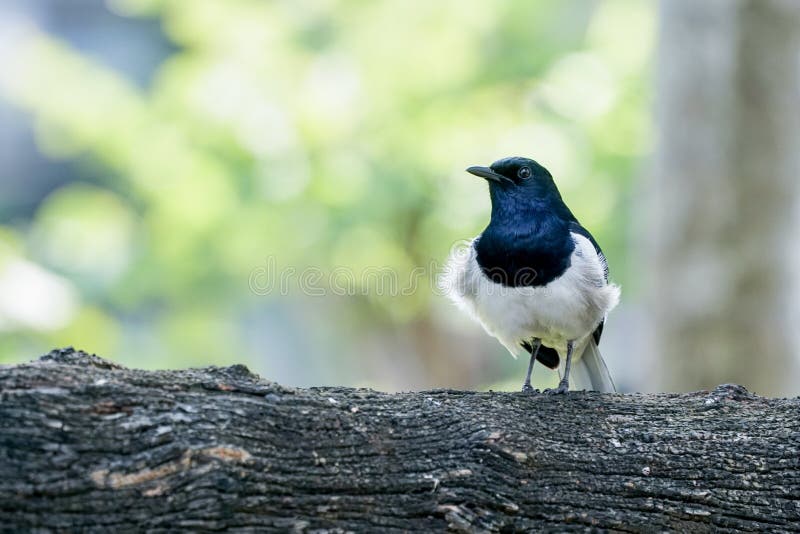 Oriental Magpie Robin with Messy Feather Stock Image - Image of skin ...