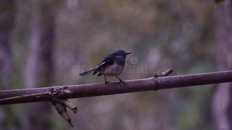 Oriental Magpie Robin Sitting on a Tree Branch Stock Footage - Video of ...