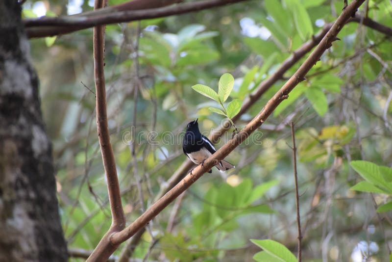 Oriental Magpie Robin stock photo. Image of beautiful - 252941576