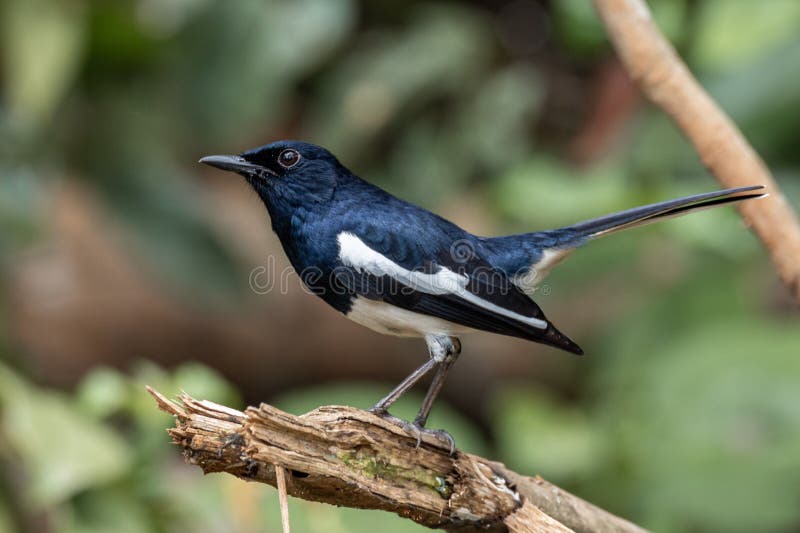 Oriental Magpie Robin at Thattekad, Kerala, India Stock Image - Image ...