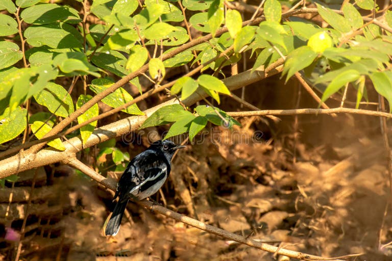 Oriental Magpie Robin Under the Tree Stock Image - Image of leaf, robin ...