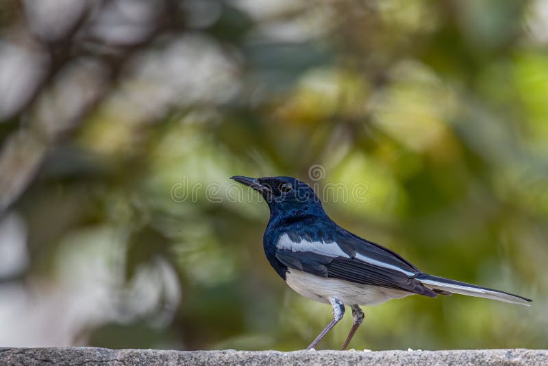 Oriental Magpie Sitting on Wall Stock Photo - Image of oriental, magpie ...