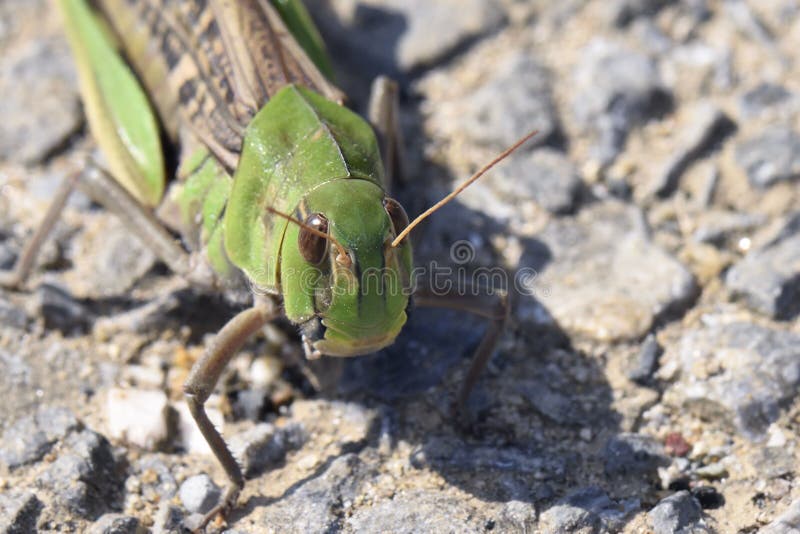 845 Locust Face Stock Photos - Free & Royalty-Free Stock Photos from ...