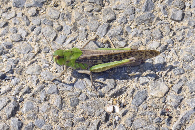 Oriental migratory locust stock photo. Image of large - 45750894