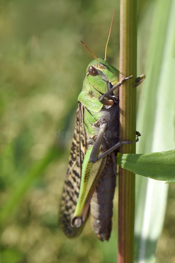 Oriental migratory locust stock image. Image of locust - 45747197