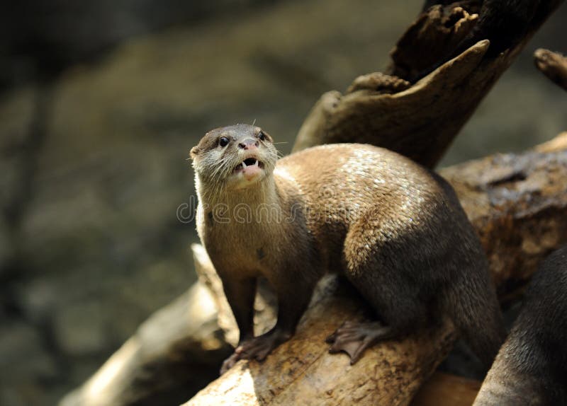 Oriental otter, Japan stock image. Image of cute, mammal - 9530359