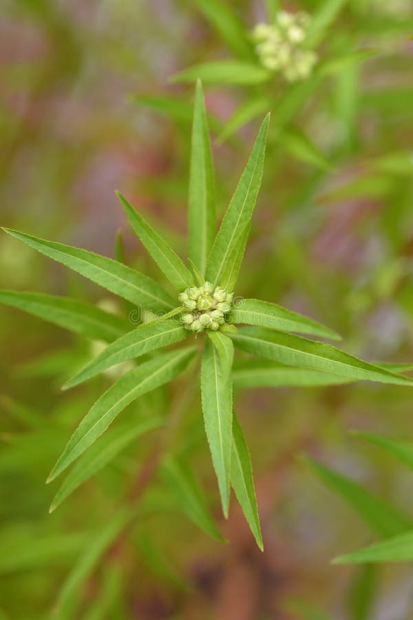 Oriental penthorum stock image. Image of close, garden - 255286331