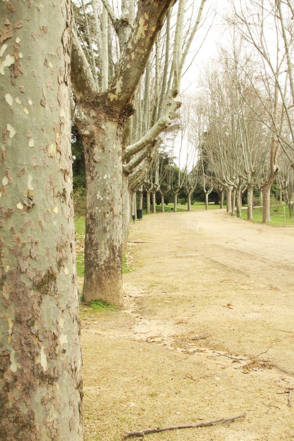 Oriental plane trees stock photo. Image of park, spring - 19009580