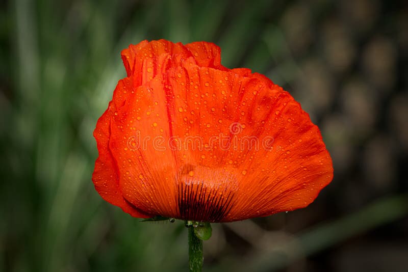 Oriental Poppy Close-up Covered in Morning Dew Stock Photo - Image of ...