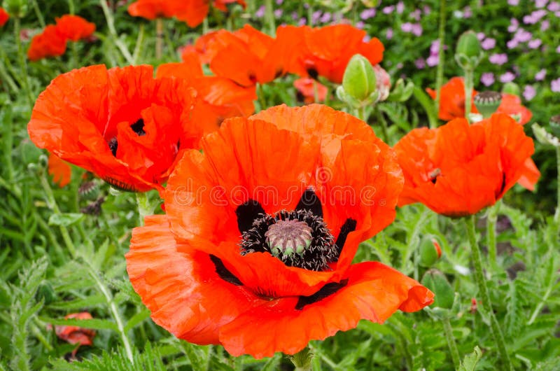 Oriental Poppy stock photo. Image of close, bloom, season - 32203408