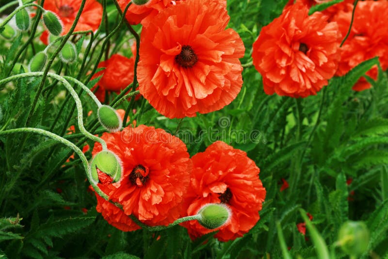 Papaver Orientale. Red Oriental Poppy. Blood Red Oriental Poppy. Stock ...