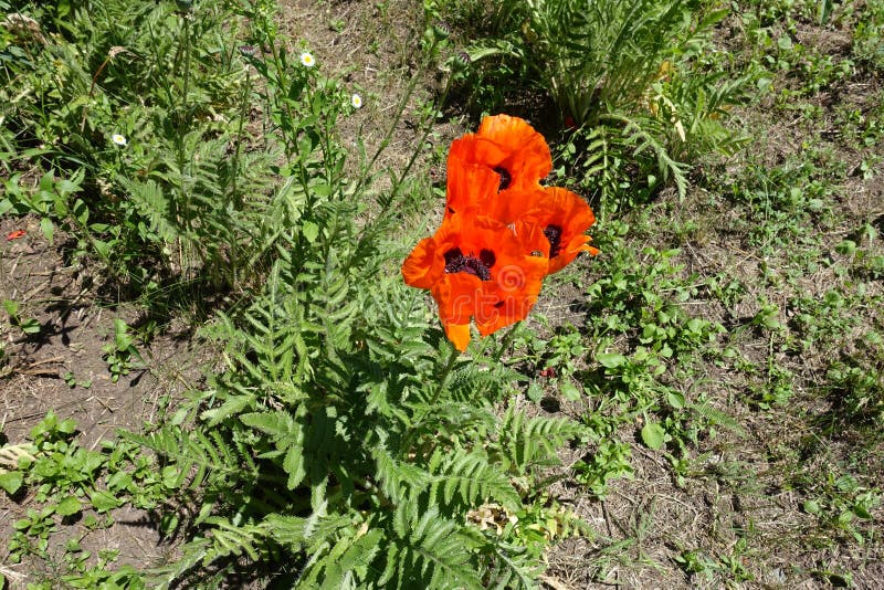 Oriental Poppy with 3 Big Red Flowers Stock Photo - Image of ...