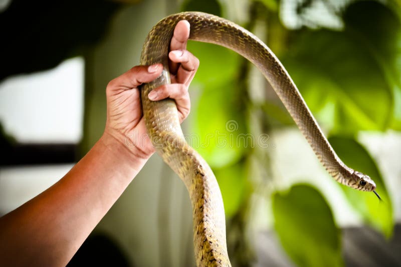 Oriental Rat Snake stock photo. Image of krait, head - 145089232