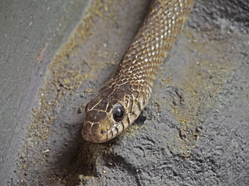 Oriental Rat Snake on the Rock, Clipping Path Stock Photo - Image of ...