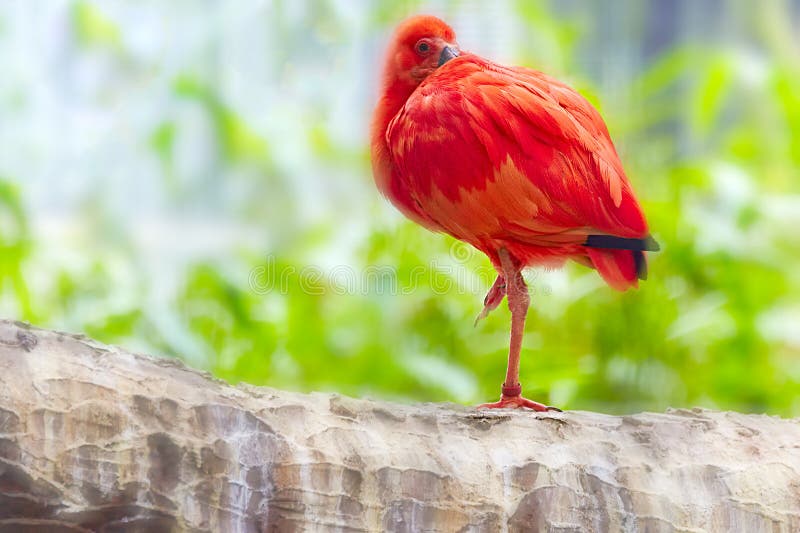 Oriental Red stork. stock image. Image of green, outdoor - 57126001