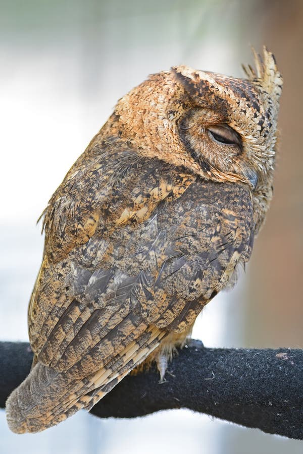 Oriental Scops Owl stock photo. Image of animal, avian - 42088342