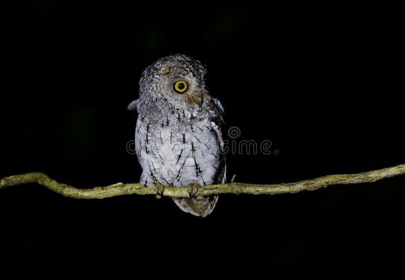 Oriental Scops-Owl Otus Sunia Stock Image - Image of female, close ...
