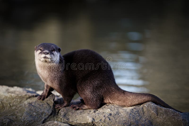 844 Otter Standing Photos - Free & Royalty-Free Stock Photos from ...