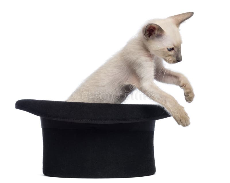 Kitten Cat Jumping Side View Isolated Stock Photos - Free & Royalty ...