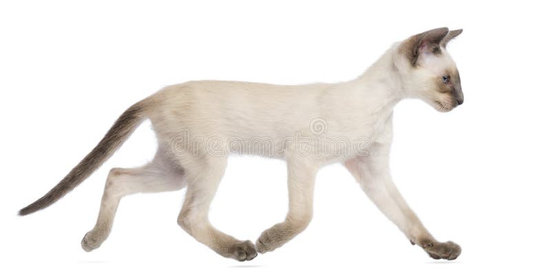 189 Cat Running Side View Stock Photos - Free & Royalty-Free Stock ...