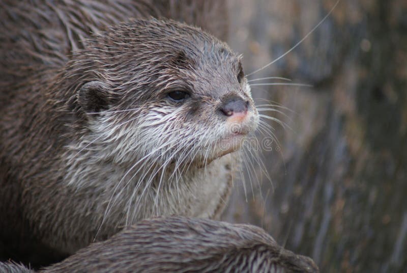 Oriental Small-clawed Otter - Aonyx Cinerea Stock Image - Image of ...