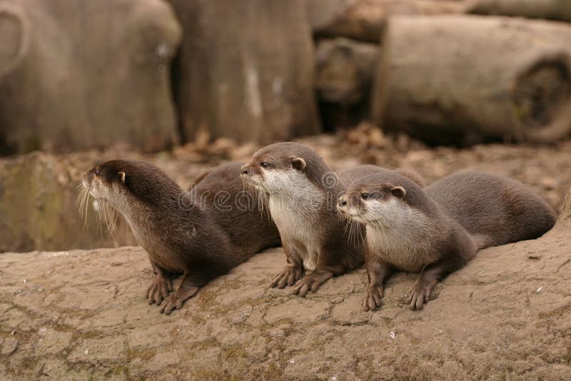 Oriental Small-clawed Otter - Aonyx Cinerea Stock Image - Image of ...