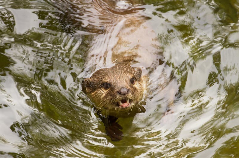River Otter - Okefenokee Swamp Stock Photo - Image of wildlife, lily ...